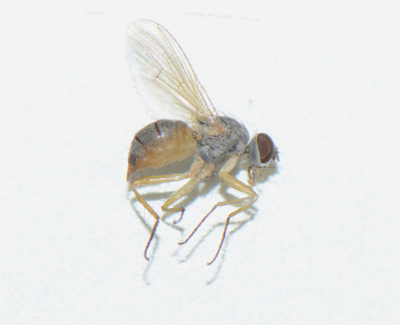 Diptera.info - Discussion Forum: Coenosia sp?