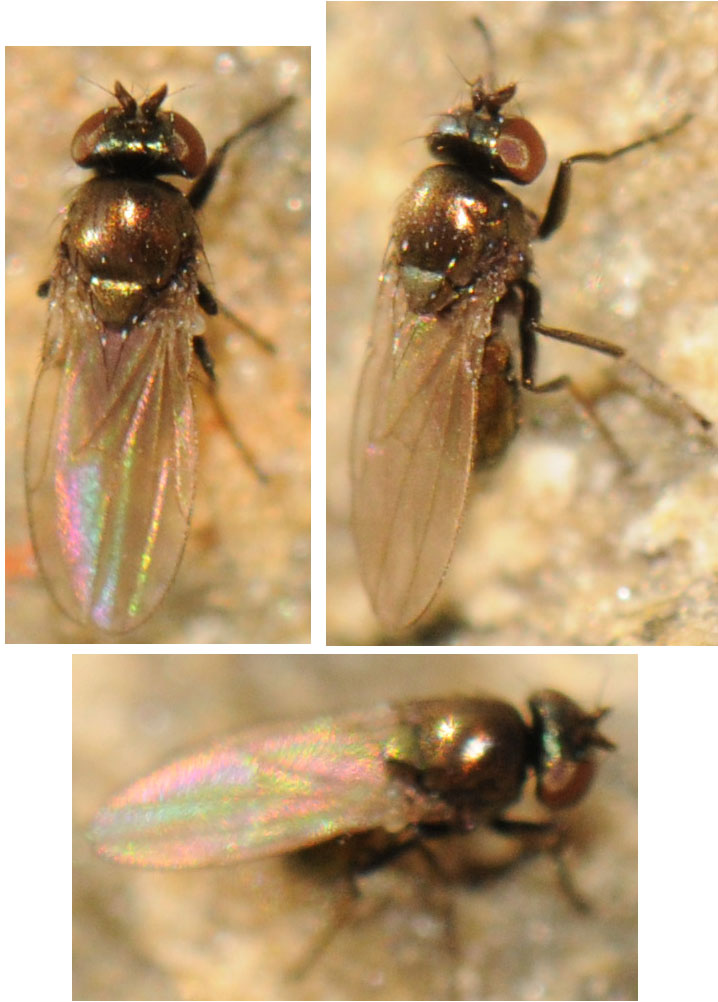 Diptera.info - Discussion Forum: [Ephydridae - Psilopa probably ...