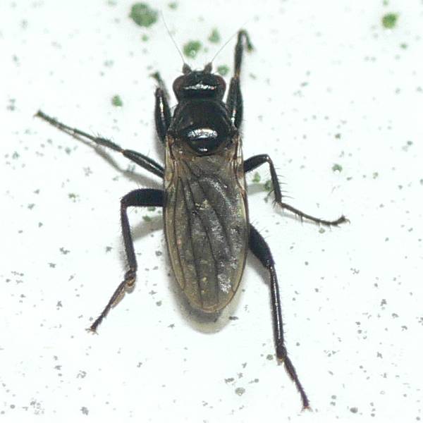 Diptera.info - Discussion Forum: Sphaeroceridae #4 and #5 from 25.01.16 ...