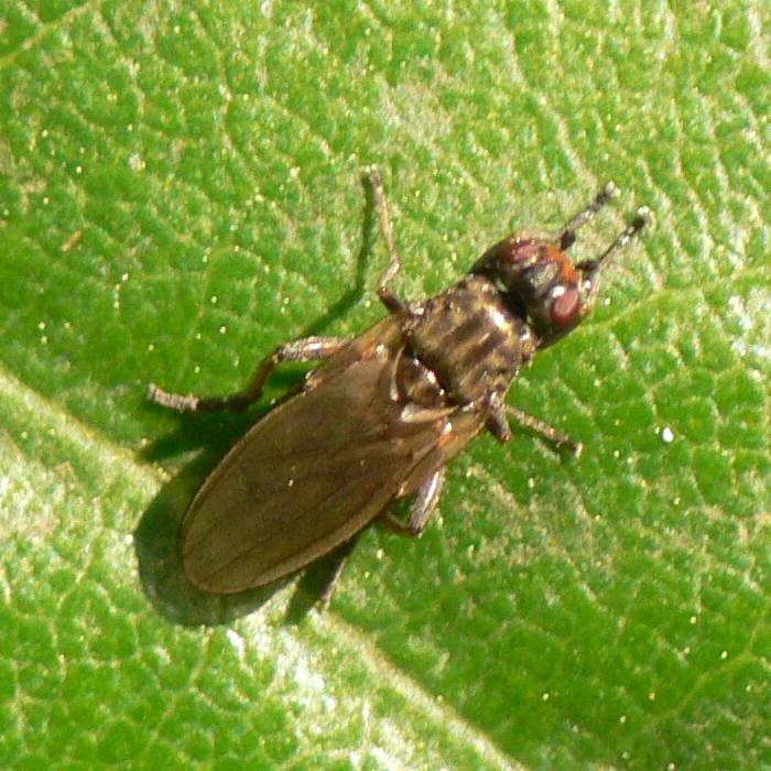 Diptera.info - Discussion Forum: Sphaerocerid (?) with orange face (29.03.14) --> cf. Copromyza sp.
