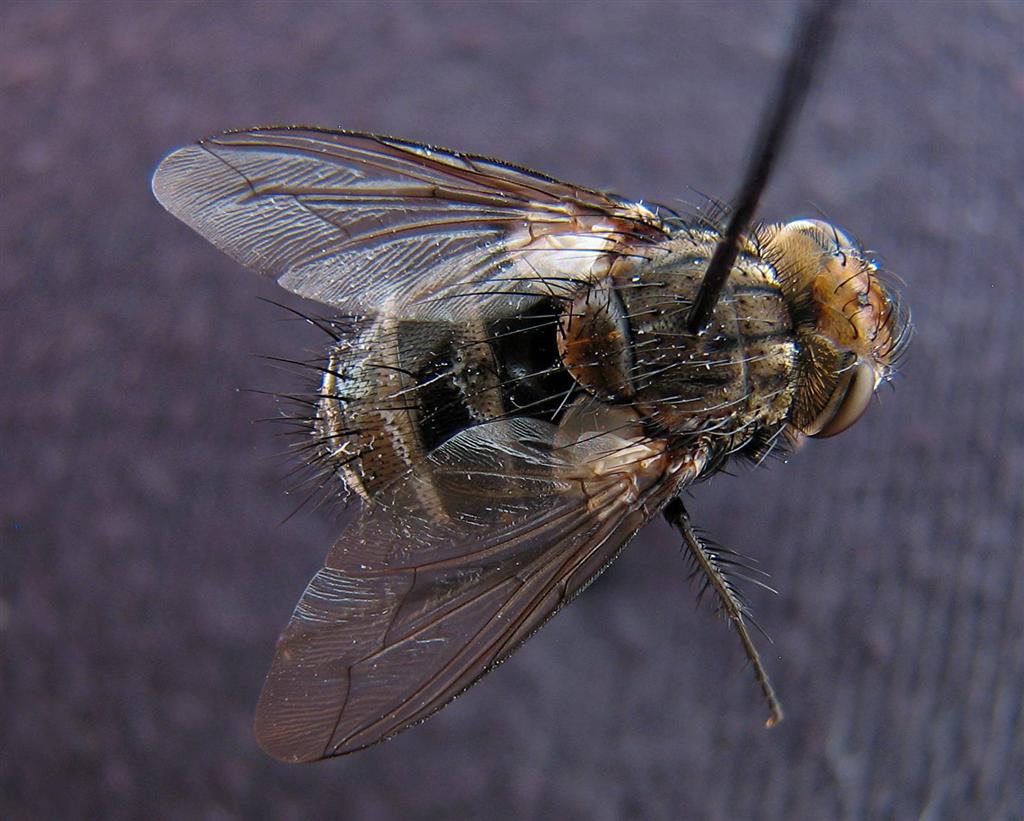 Diptera.info - Discussion Forum: Tachinidae: Gonia picea