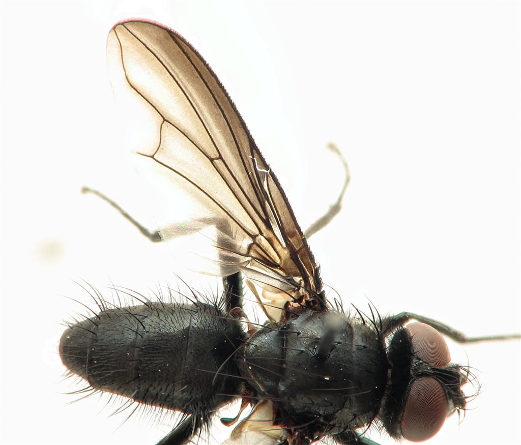 Diptera.info - Discussion Forum: Tachinidae (or Rhinophoridae) with ...
