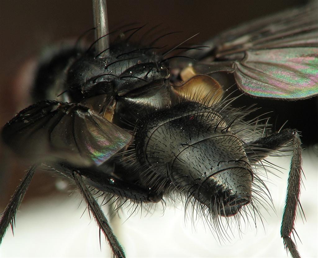 Diptera.info - Discussion Forum: Tachinidae (or Rhinophoridae) with ...