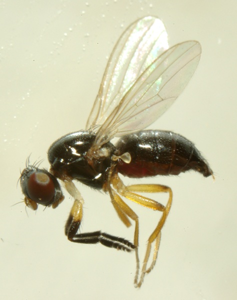 Diptera.info - Discussion Forum: Piophilidae, NE HU, August on pitch