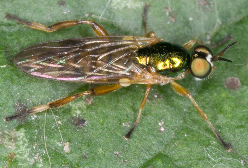 Diptera.info - Discussion Forum: Chorisops sp.