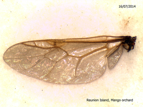 Diptera.info - Discussion Forum: Stratiomyidae 1