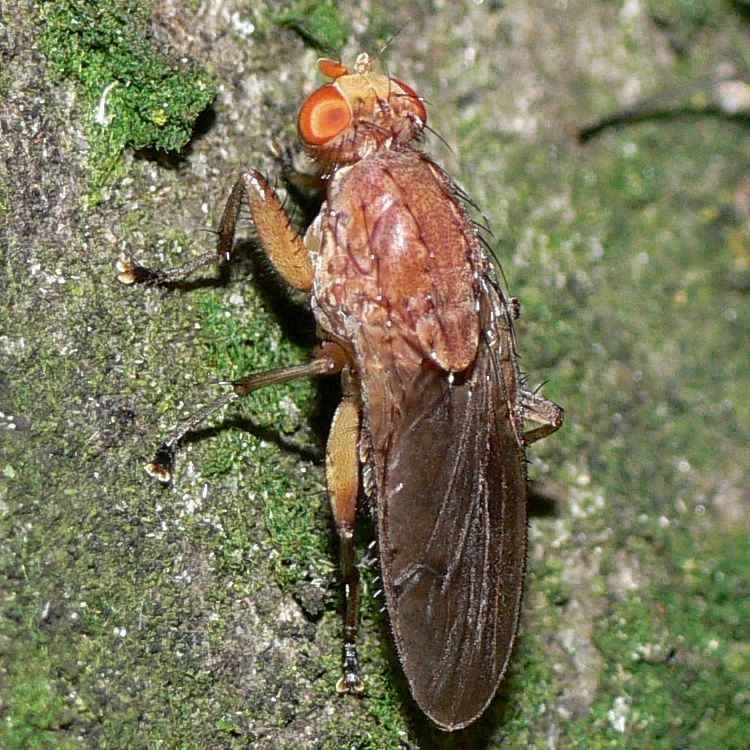 Diptera.info - Discussion Forum: Heleomyzidae: Suillia #3 --> S. cf ...