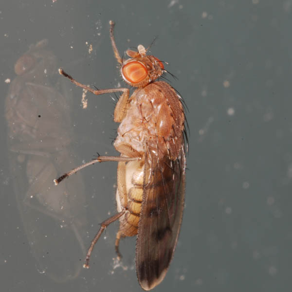 Diptera.info - Discussion Forum: Suillia variegata, Heleomyzidae, May ...