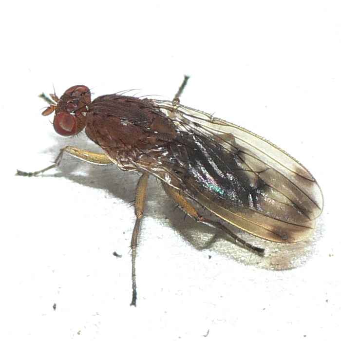 Diptera.info - Discussion Forum: Heleomyzidae: Suillia #1 --> S. variegata