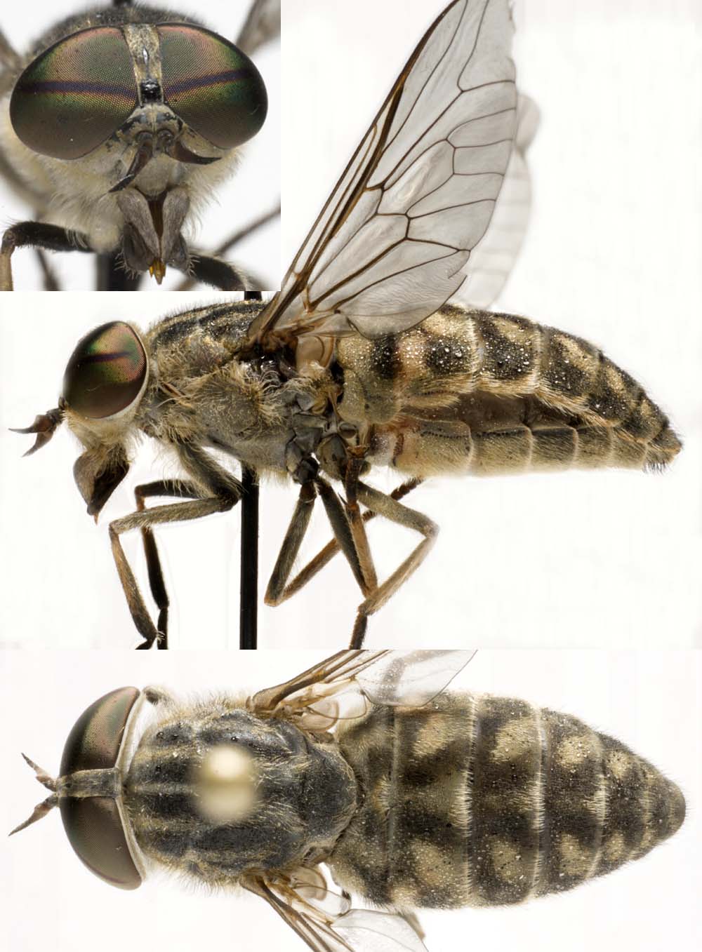 Diptera.info - Discussion Forum: Tabanus bromius, Tabanidae