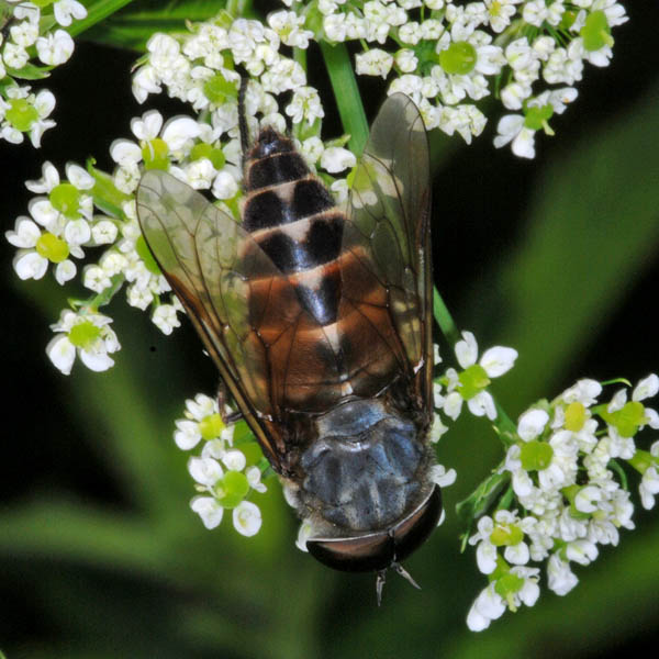 Diptera.info - Discussion Forum: Tabanus spodopterus, Philipomyia ...