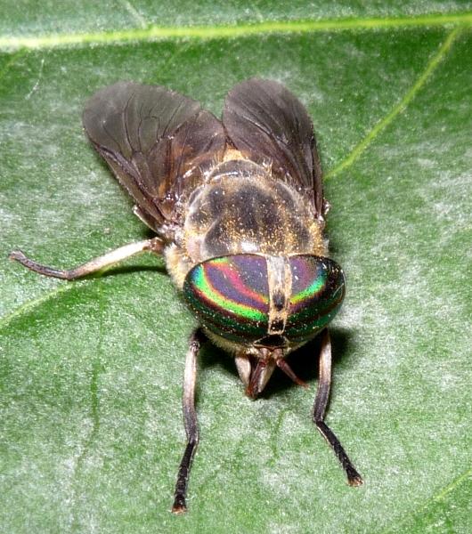 Diptera.info - Discussion Forum: Tabanidae female, NE HU, Aug
