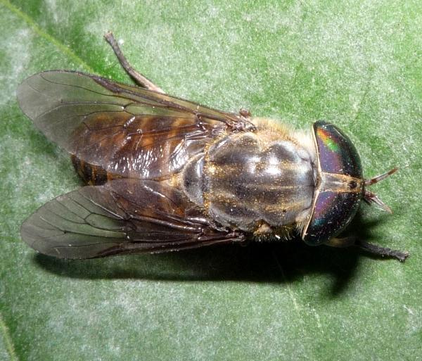 Diptera.info - Discussion Forum: Tabanidae female, NE HU, Aug