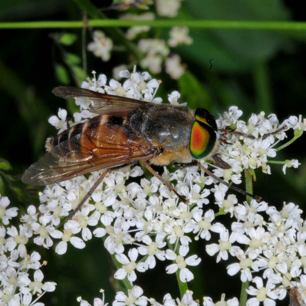 Diptera.info - Discussion Forum: Tabanus spodopterus, Philipomyia ...