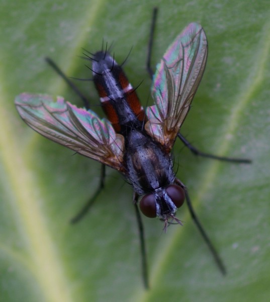 Diptera.info - Discussion Forum: Mintho rufiventris Tachinidae