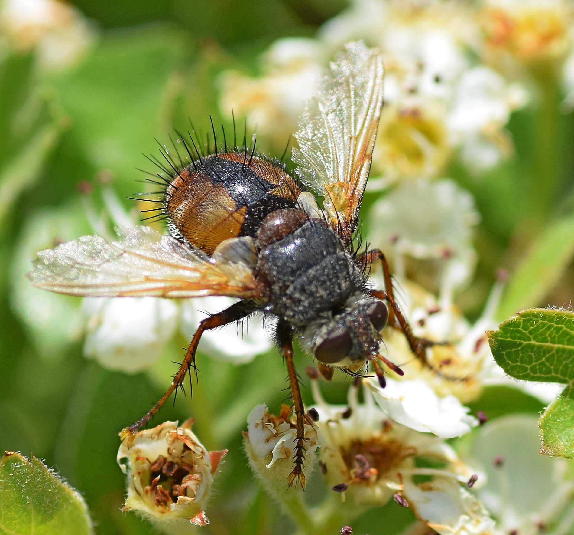 Diptera.info - Discussion Forum: Tachinidae => Tachina fera, male