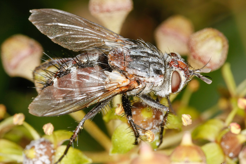 Diptera.info - Discussion Forum: Tachininae from Gojar > Linnaemyia ...
