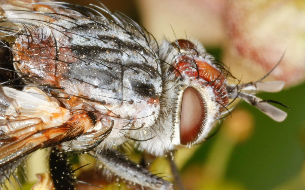 Diptera.info - Discussion Forum: Tachininae from Gojar > Linnaemyia ...