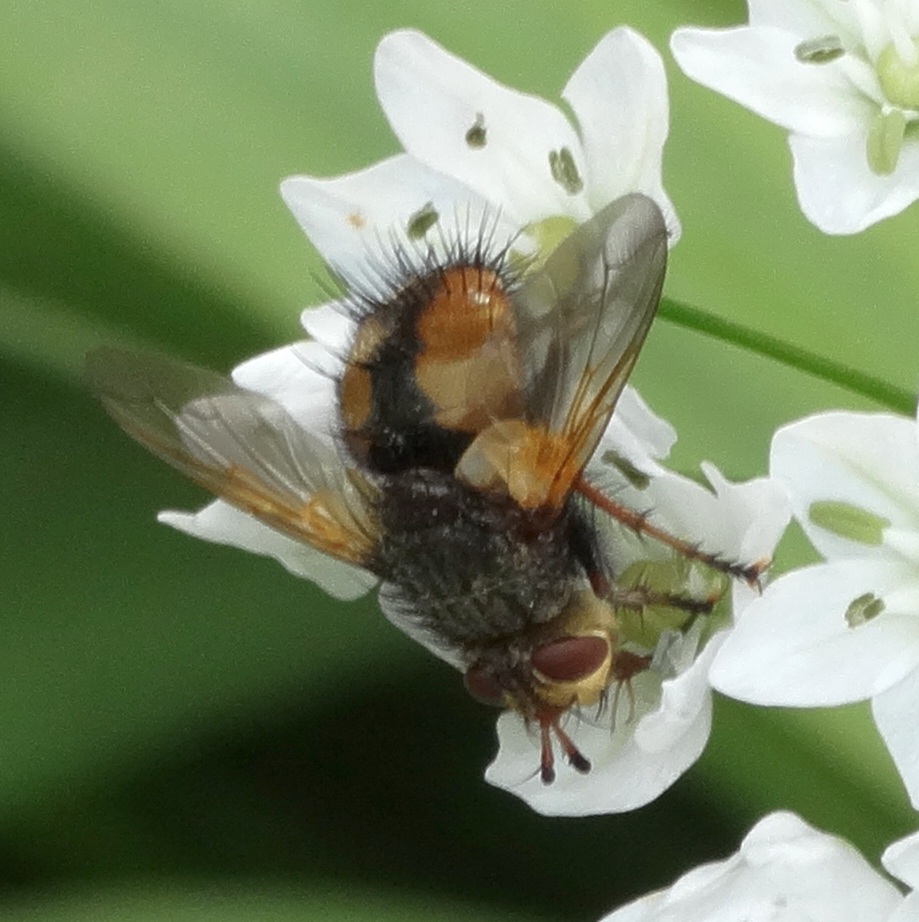 Diptera.info - Discussion Forum: Tachinidae: Tachina sp.