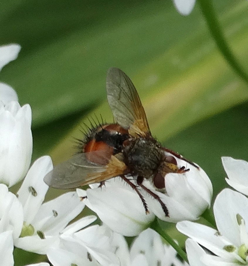 Diptera.info - Discussion Forum: Tachinidae: Tachina sp.