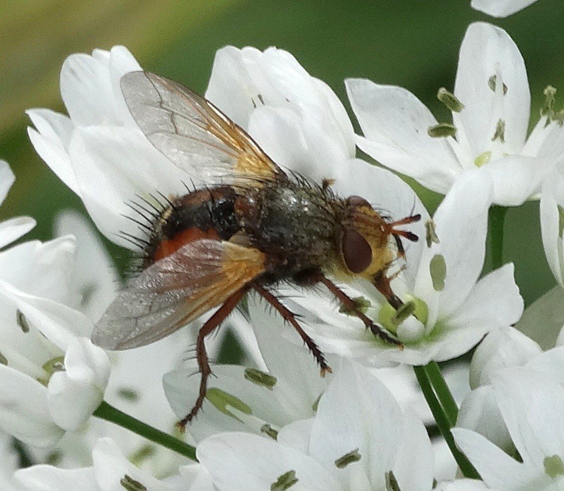 Diptera.info - Discussion Forum: Tachinidae: Tachina sp.
