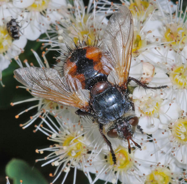 Diptera.info - Discussion Forum: Tachina spp from various locations ...