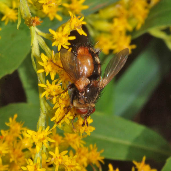 Diptera.info - Discussion Forum: Tachina spp from various locations ...