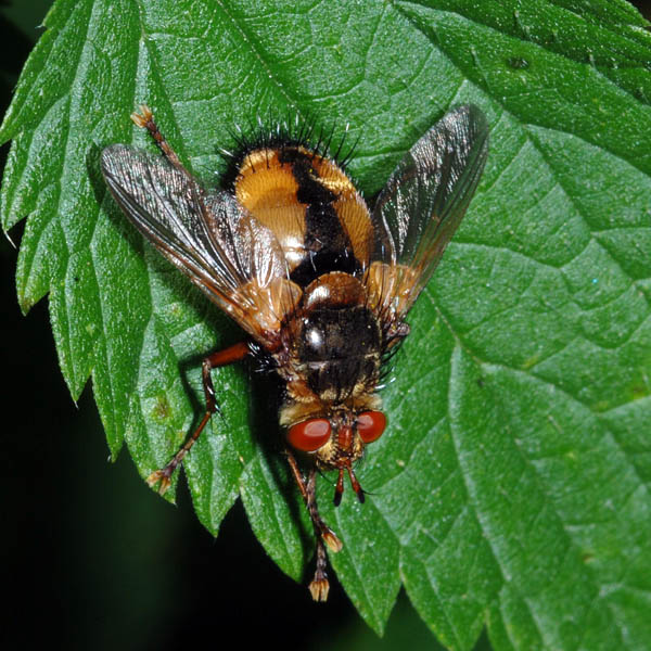 Diptera.info - Discussion Forum: Tachina spp from various locations ...