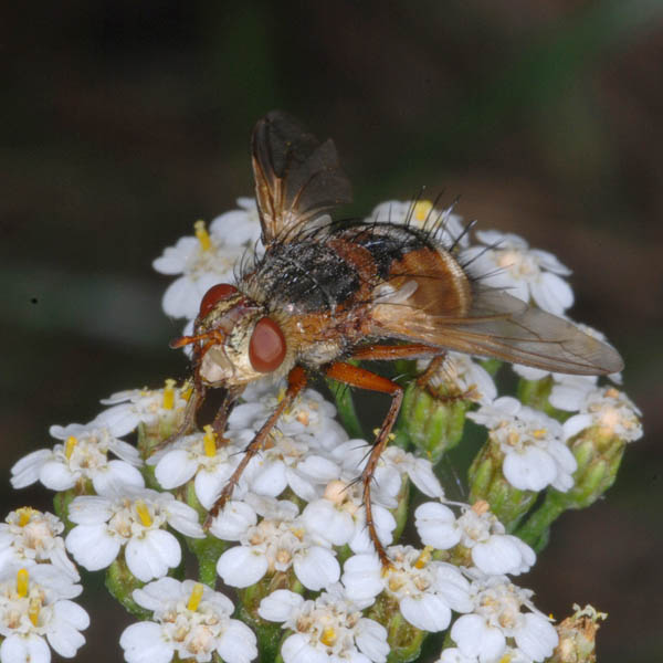 Diptera.info - Discussion Forum: Tachina spp from various locations ...
