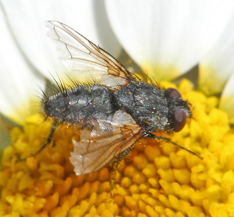 Diptera.info - Discussion Forum: Odd Tachinidae, C Spain --> Zeuxia sp.
