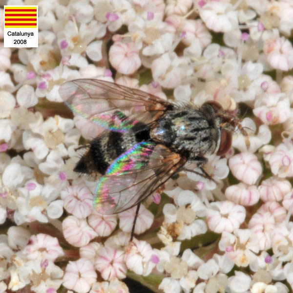 Diptera.info - Discussion Forum: Exorista civilis cf, Tachindae, July ...