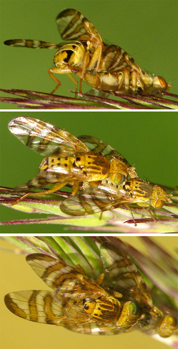 Diptera.info - Discussion Forum: Tephritids in copula - Chaetostomella?