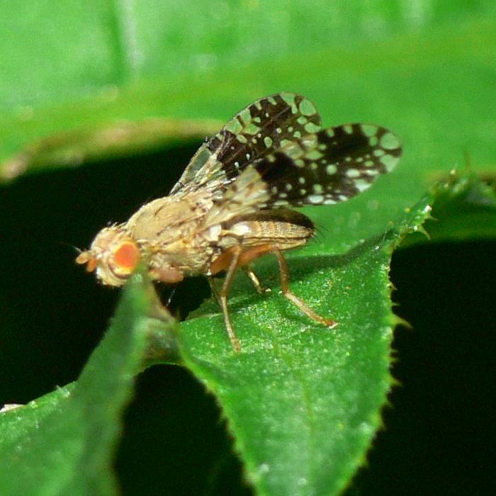 Diptera.info - Discussion Forum: Tephritid from 21.05.14: unknown ...