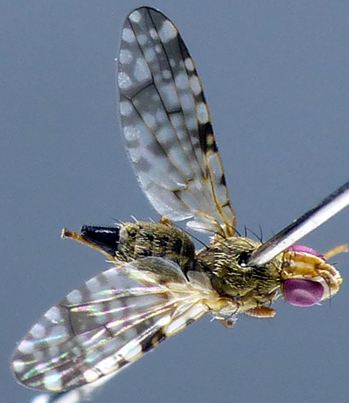 Diptera.info - Discussion Forum: Dioxyna bidentis