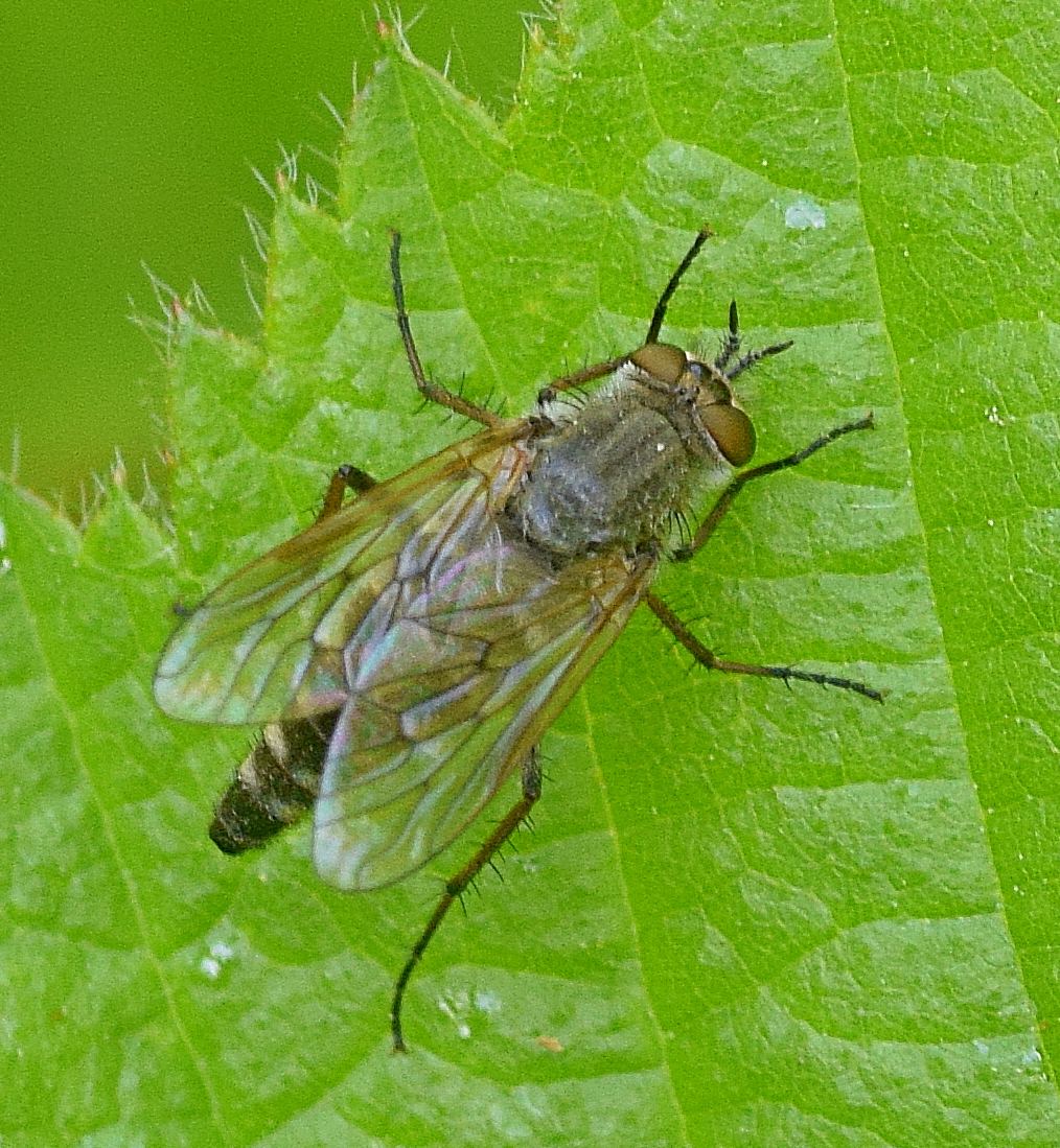 Diptera.info - Discussion Forum: Thereva sp.?