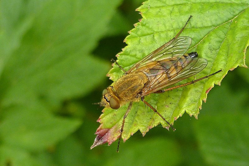 Diptera.info - Discussion Forum: ID Thereva