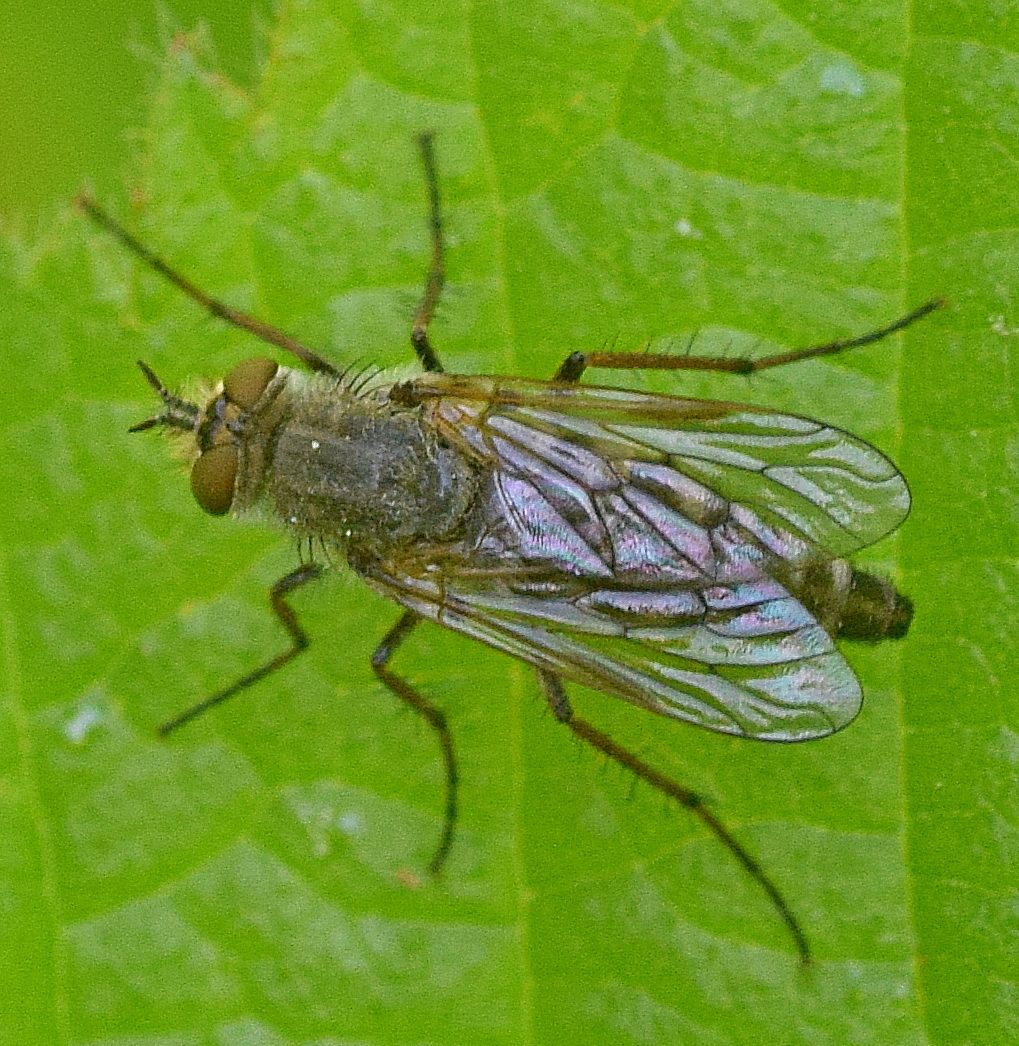 Diptera.info - Discussion Forum: Thereva sp.?