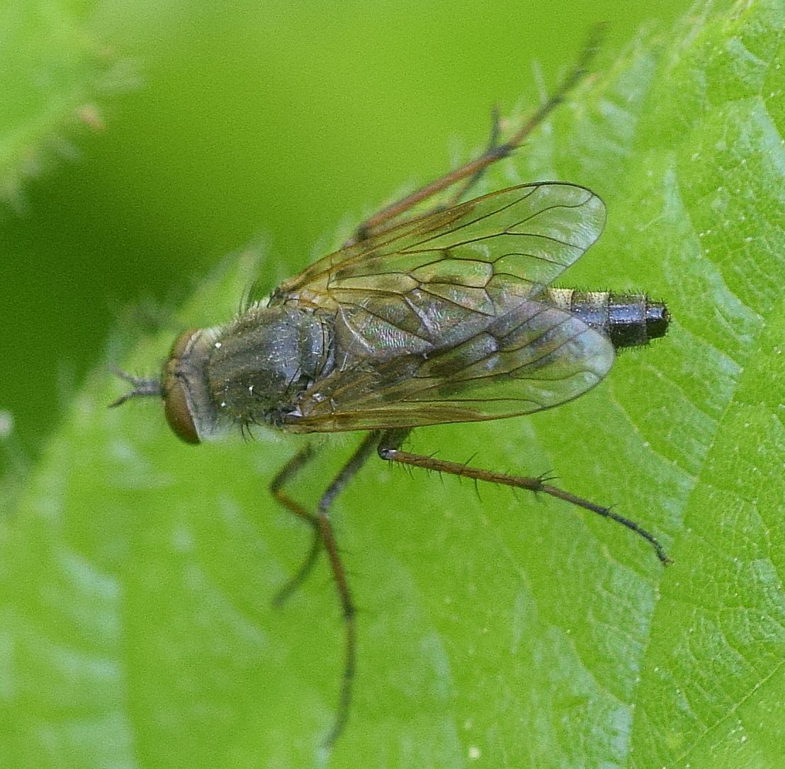 Diptera.info - Discussion Forum: Thereva sp.?