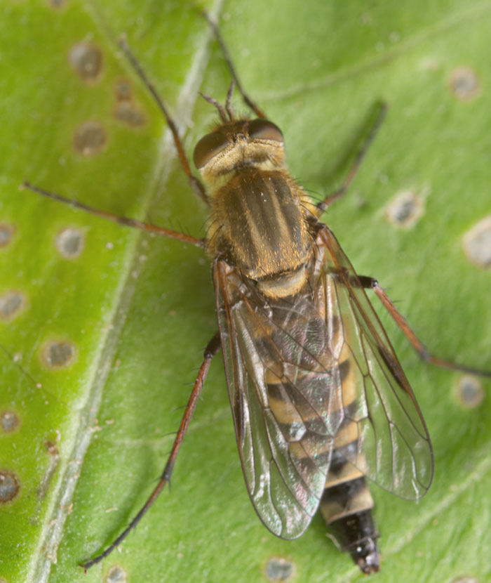 Diptera.info - Discussion Forum: Thereva