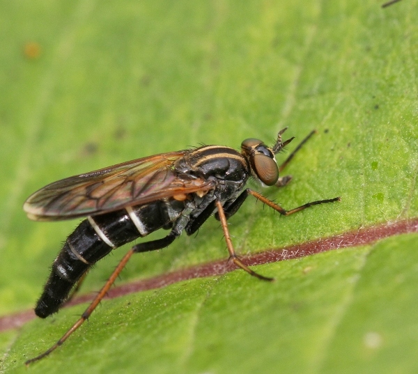 Diptera.info - Discussion Forum: Thereva apicalis? >Conf. by Ruud van ...