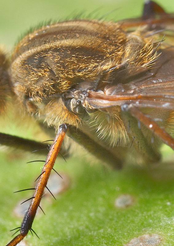 Diptera.info - Discussion Forum: Thereva