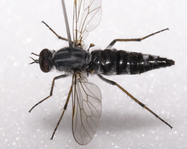 Diptera.info - Discussion Forum: Therevidae - Pandivirilia