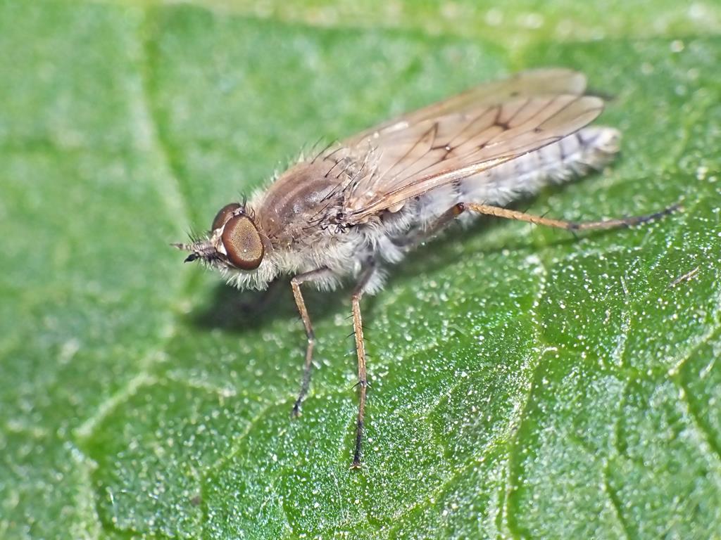 Diptera.info - Discussion Forum: Therevidae