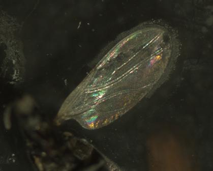 Diptera.info - Discussion Forum: Scatopsidae identification