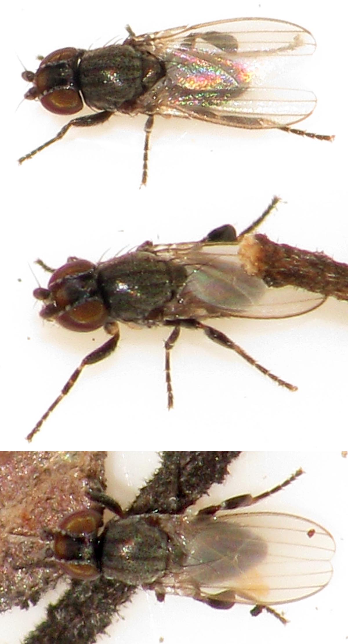 Diptera.info - Discussion Forum: Tiny fly with strange hind legs ...