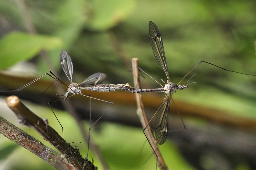 Diptera.info - Discussion Forum: Tipulidae, Tipula sp.