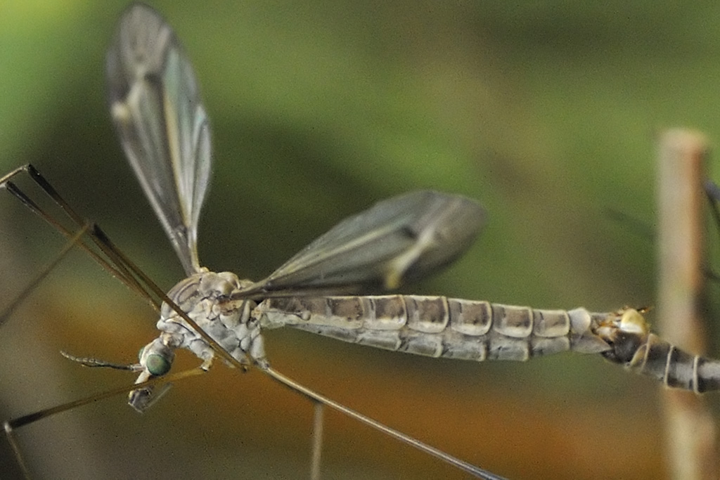 Diptera.info - Discussion Forum: Tipulidae, Tipula sp.