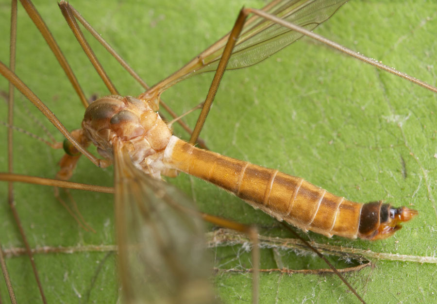 Diptera.info - Discussion Forum: Tipula ID ->Tipula fascipennis