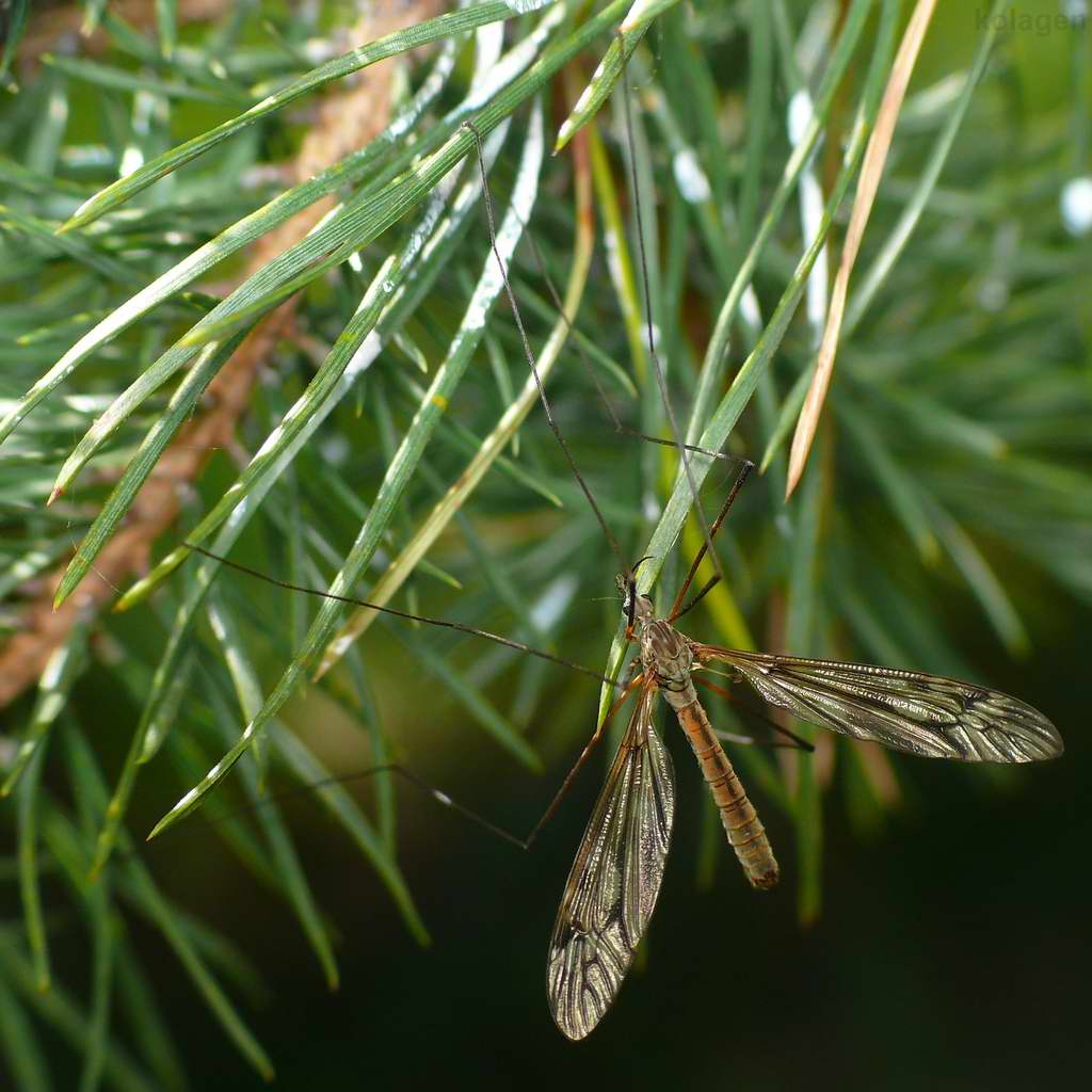 Diptera.info - Discussion Forum: Tipulidae, male Tipula from Poland
