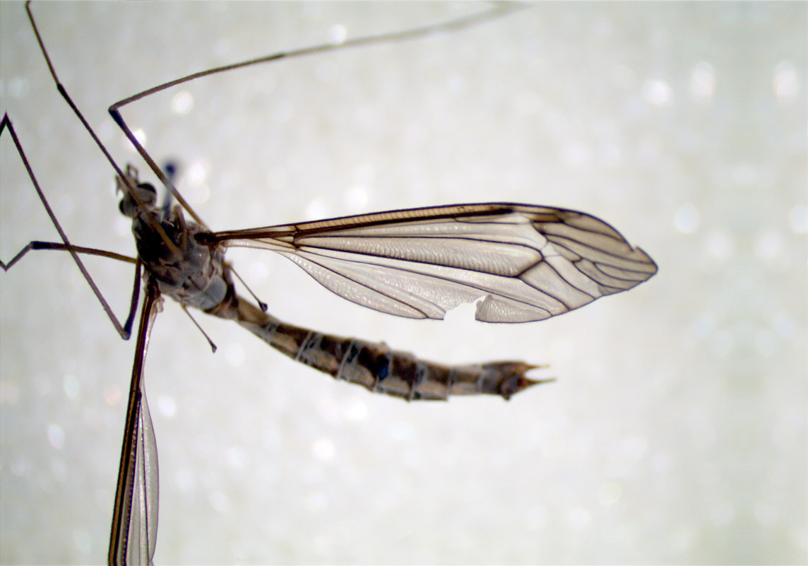 Diptera.info - Discussion Forum: Tipulidae